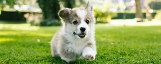 Are You Teaching Your Puppy Bad Habits? - Paw Pal Home Are You Teaching Your Puppy Bad Habits? - Paw Pal Home